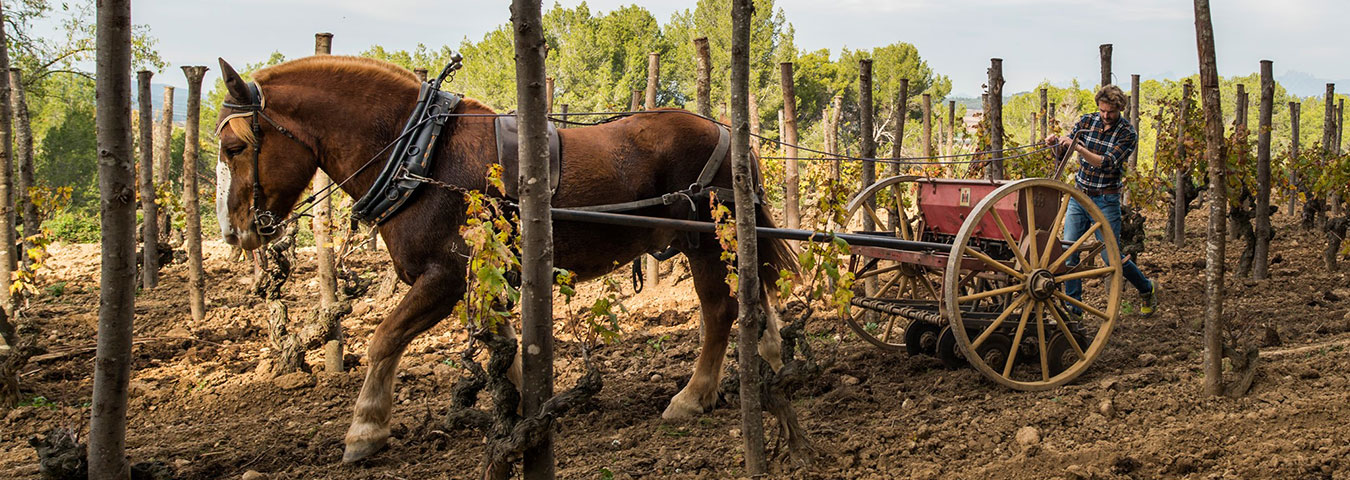 Tracción animal en Raventós i Blanc - Bacchus Vinos